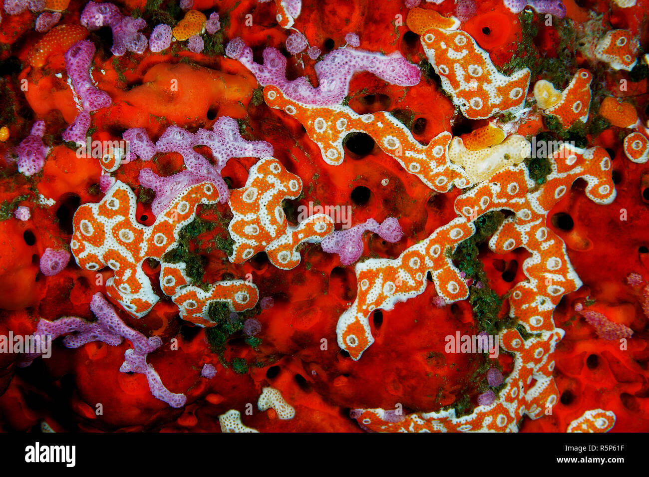 Botrylloides leachii hi-res stock photography and images - Alamy
