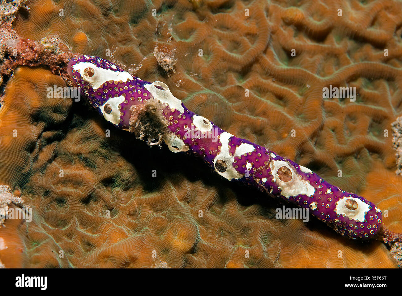 Tunicates colony hi-res stock photography and images - Alamy