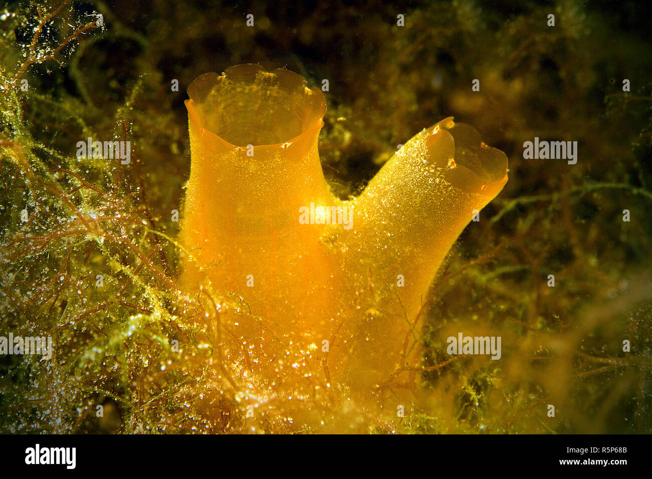 Schlauch High Resolution Stock Photography and Images - Alamy