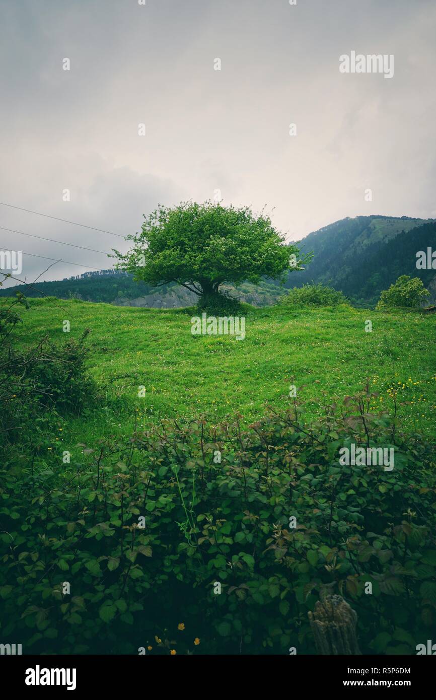 the trees in the mountain Stock Photo - Alamy
