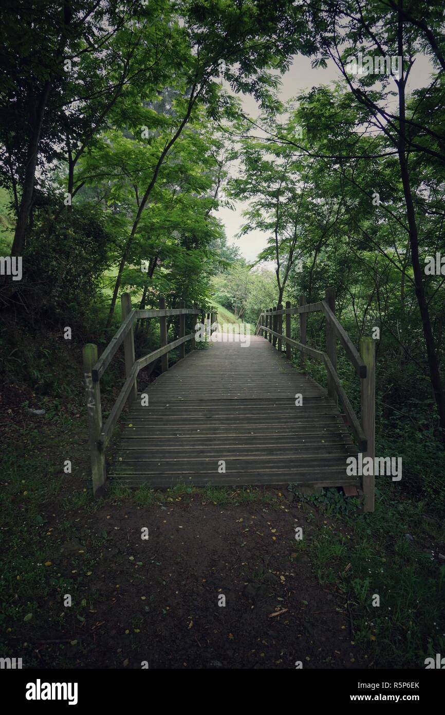 the bridge in the forest Stock Photo - Alamy