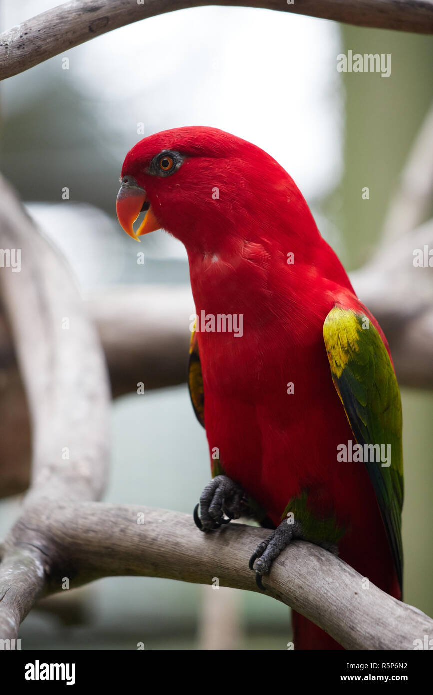 Chattering Bird High Resolution Stock Photography and Images - Alamy