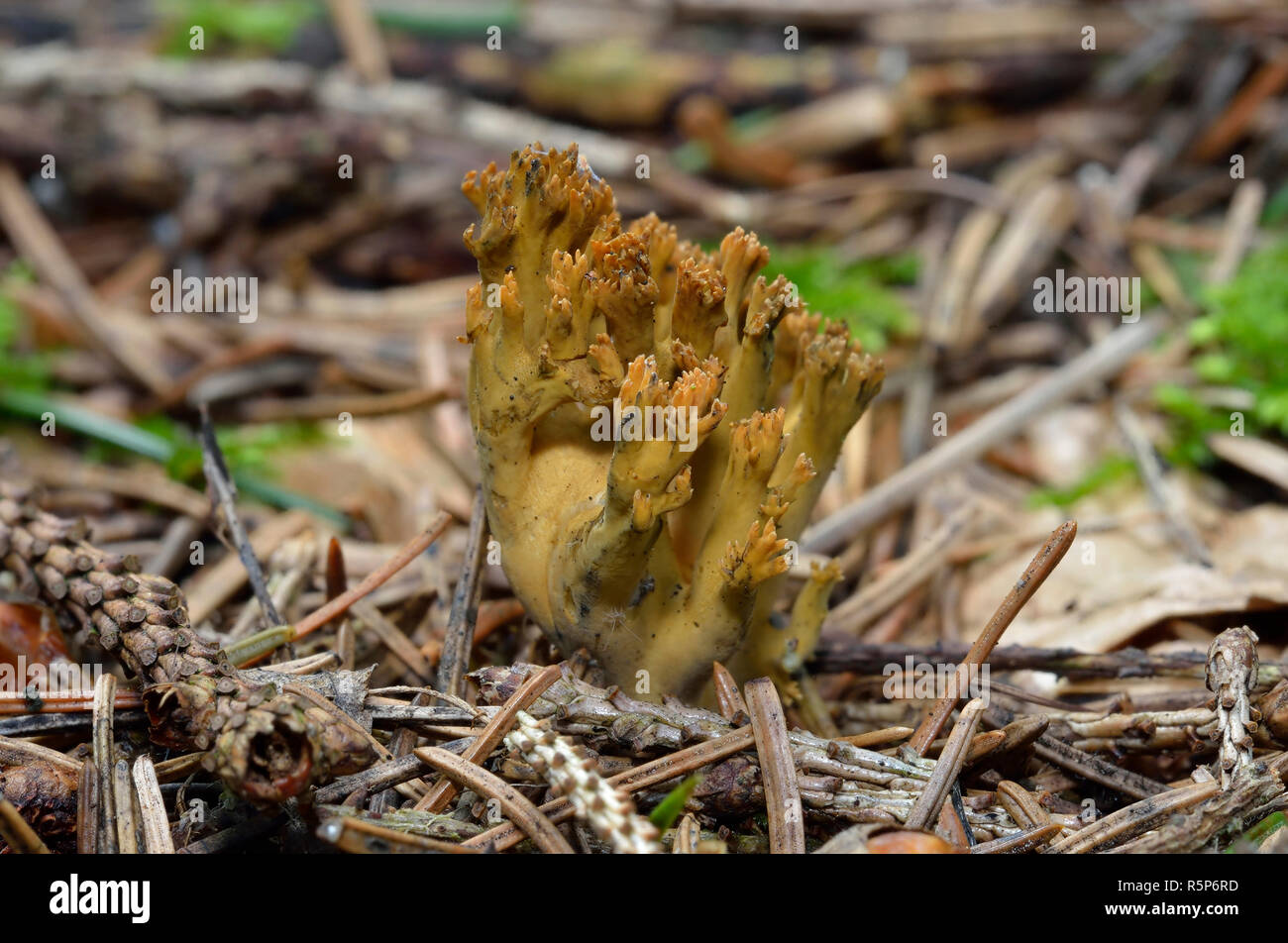 Upright or Striaght Coral Fungus - Ramaria stricta Stock Photo - Alamy