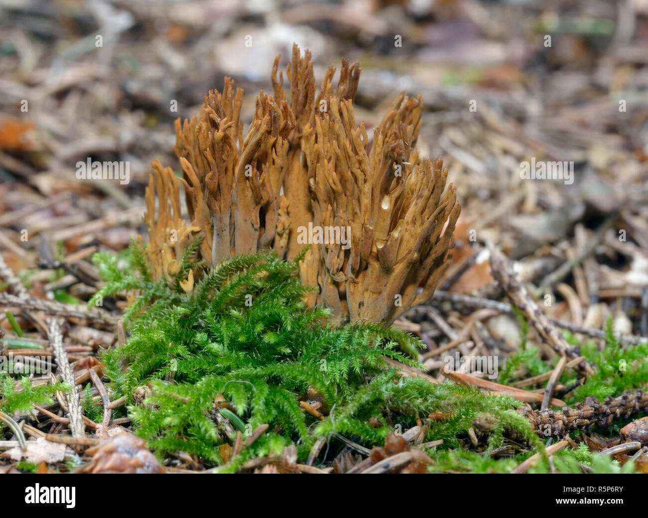 Upright or Striaght Coral Fungus - Ramaria stricta Stock Photo - Alamy