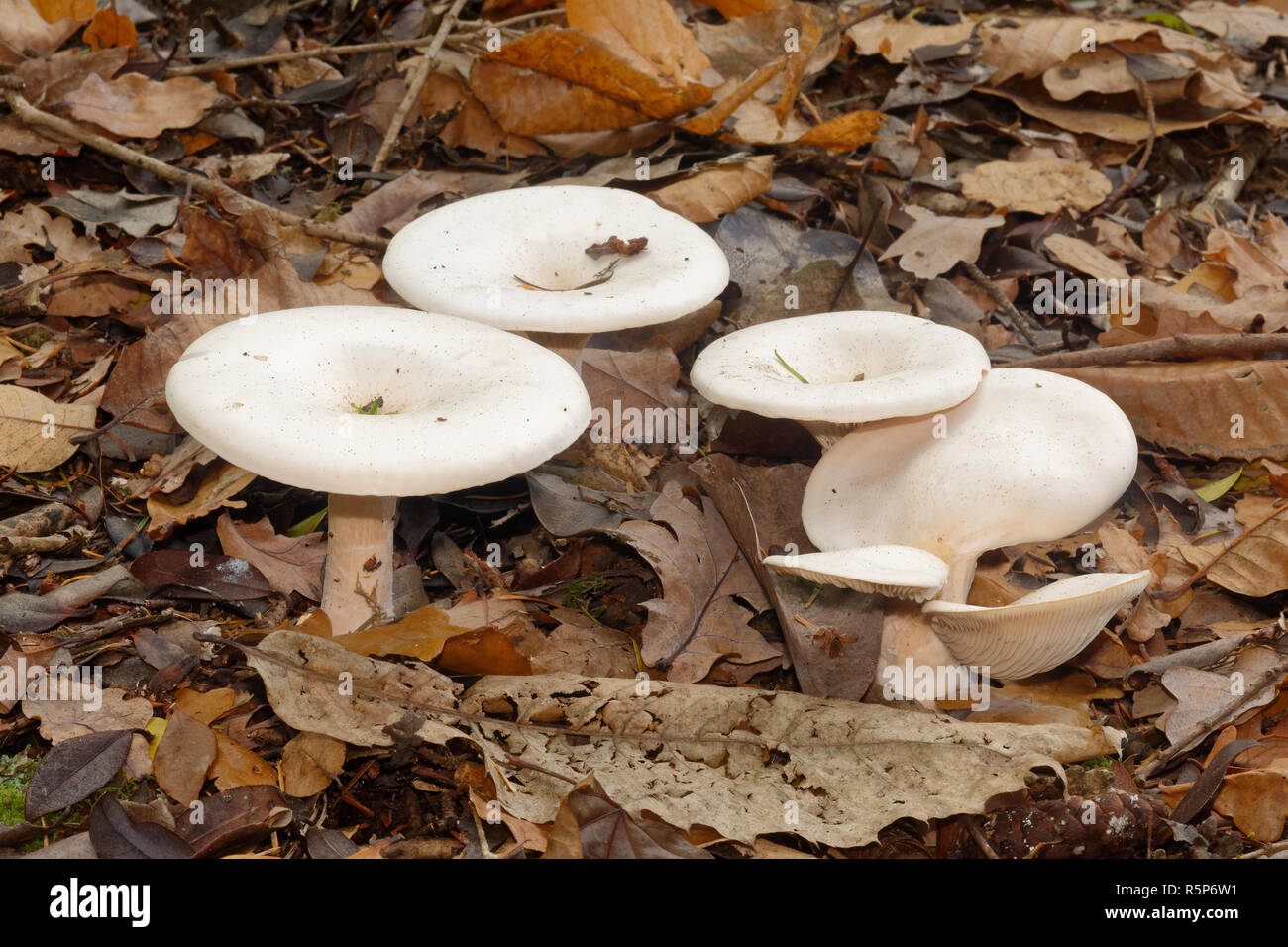Trooping Funnel Fungi - Clitocybe geotropa Group in Leaf Litter Stock ...