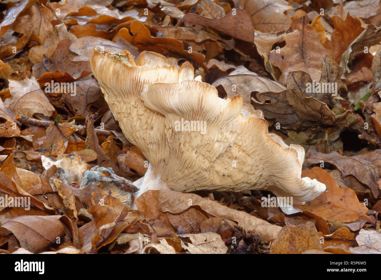 Trooping Funnel Fungi - Clitocybe geotropa Old Fungi in Leaf Litter ...