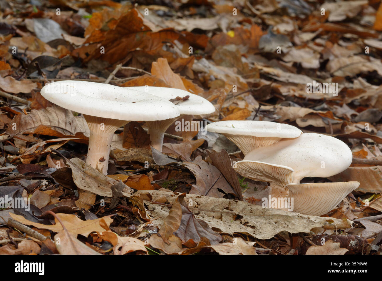 Trooping Funnel Fungi - Clitocybe geotropa Group in Leaf Litter Stock ...