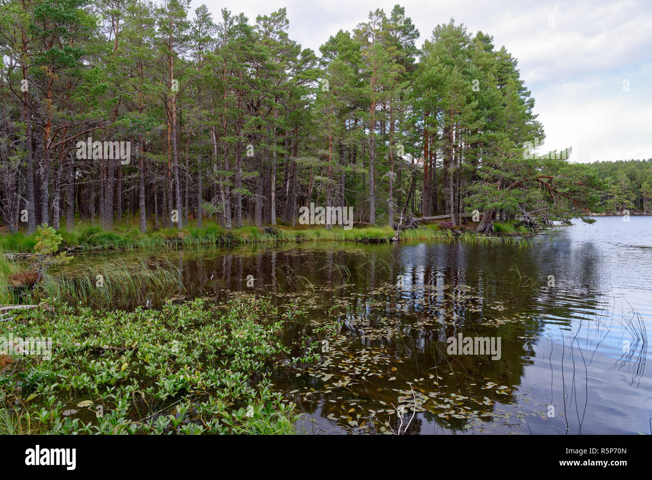 Scots Pine Trees & Bogbean in Loch Garten, Straithspey, Scotland, UK ...
