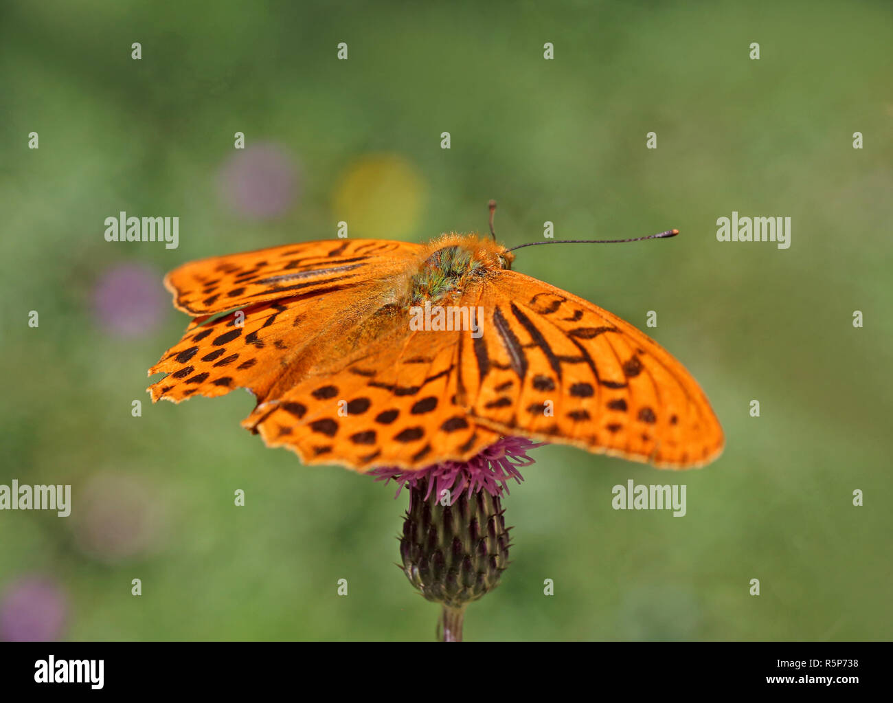 Emperors coat hi-res stock photography and images - Alamy