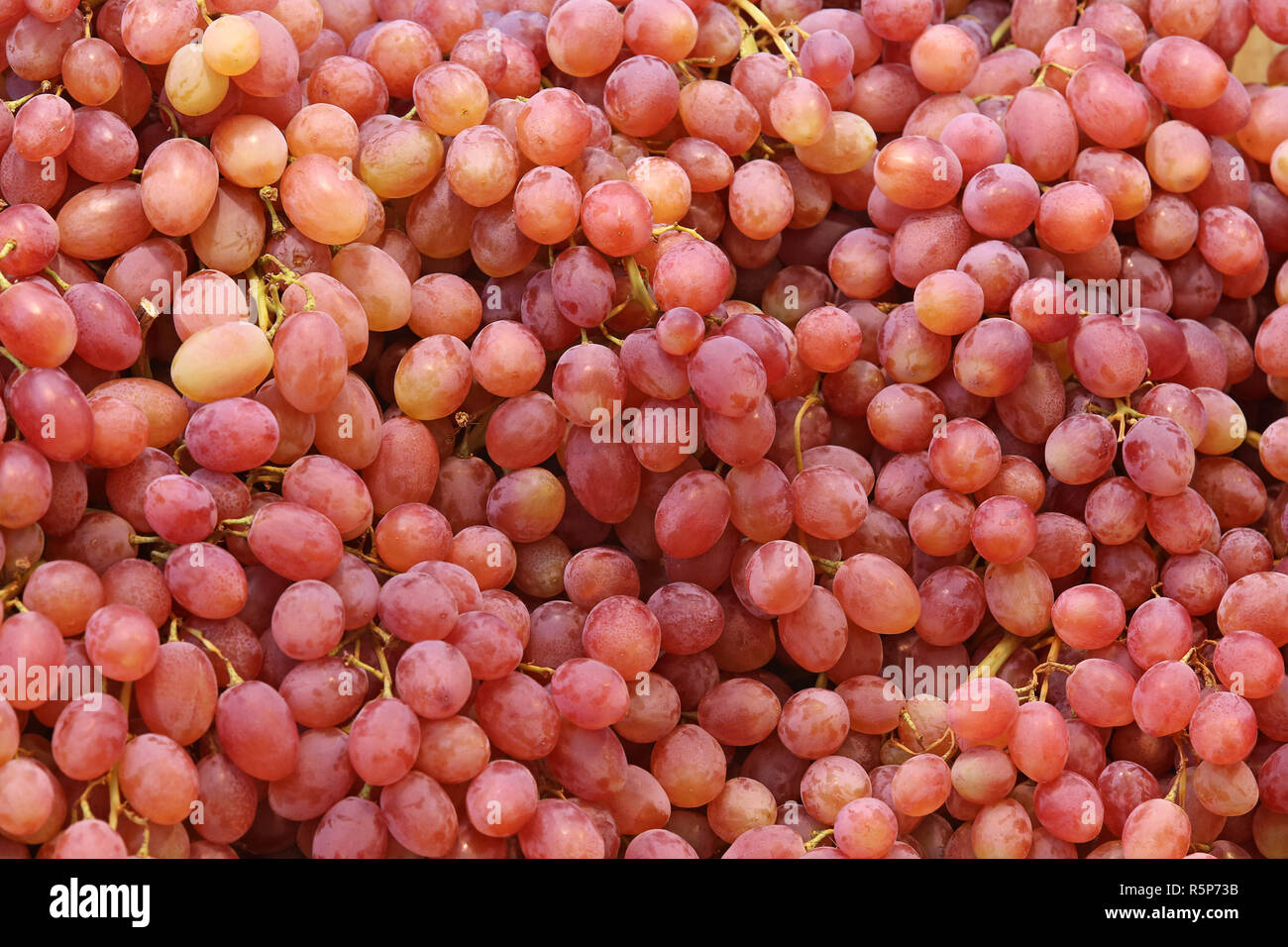 italian grapes rose Stock Photo - Alamy