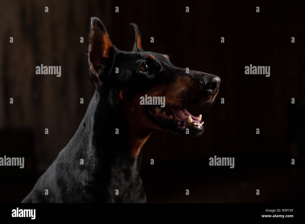 Close-up Funny Portrait of Doberman Dog with big nose Stare in Camera ...