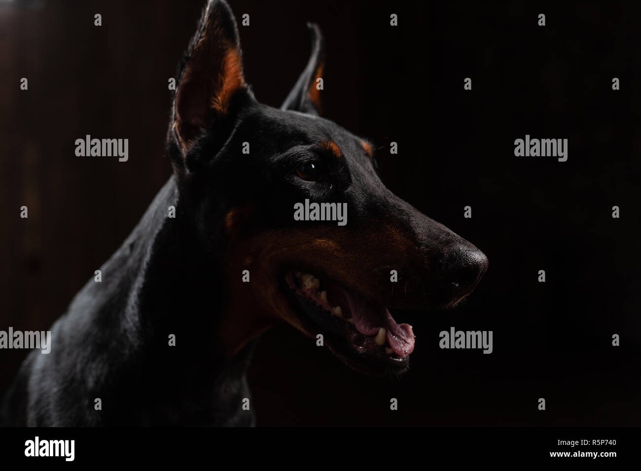 Close-up Funny Portrait of Doberman Dog with big nose Stare in Camera ...