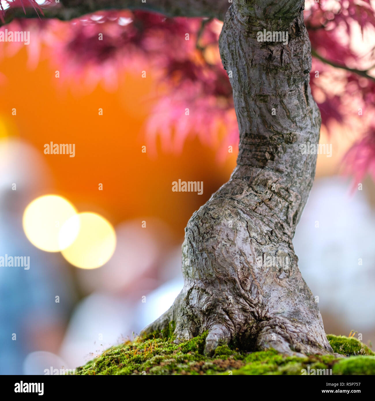 tree trunk bonsai tree japanese maple (acer palmatum) as close-up Stock ...