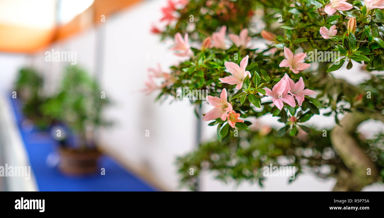 Bonsai tree rhododendron indicum hi-res stock photography and images ...