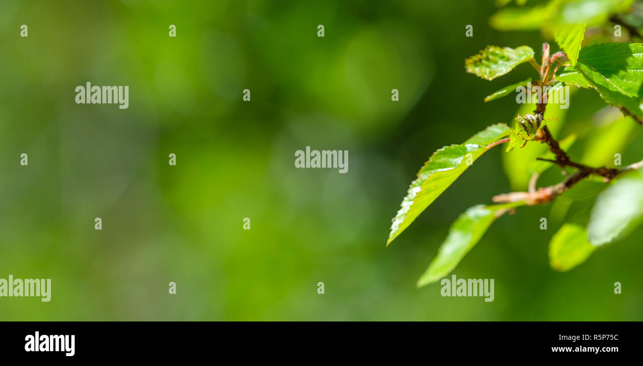 Chinese beech tree hi-res stock photography and images - Alamy