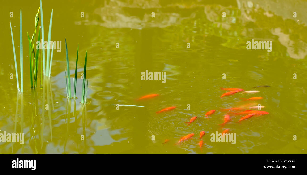 goldfish swim in a pond with plants Stock Photo - Alamy