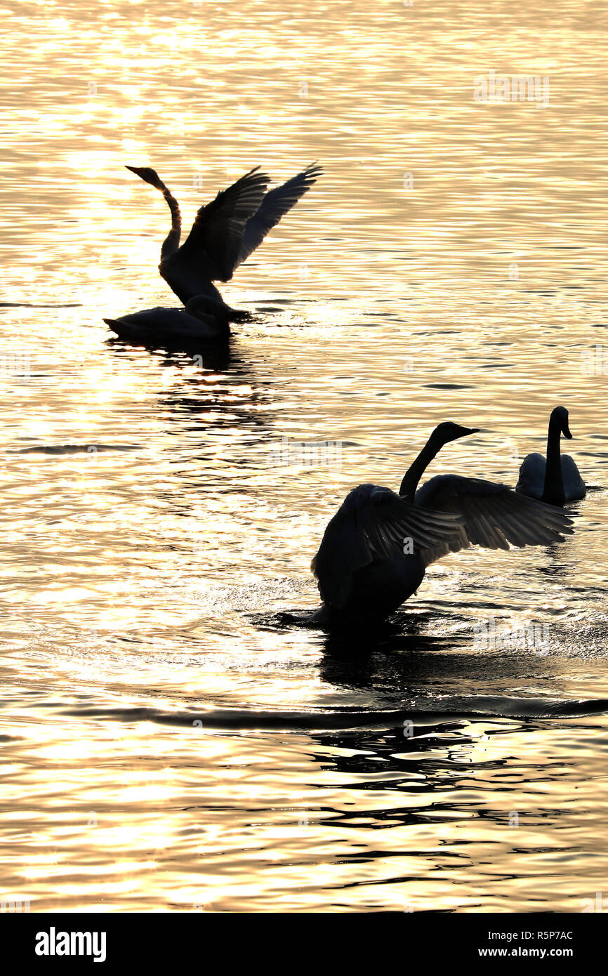 Rongcheng, Rongcheng, China. 2nd Dec, 2018. Rongcheng, CHINA-More than ...