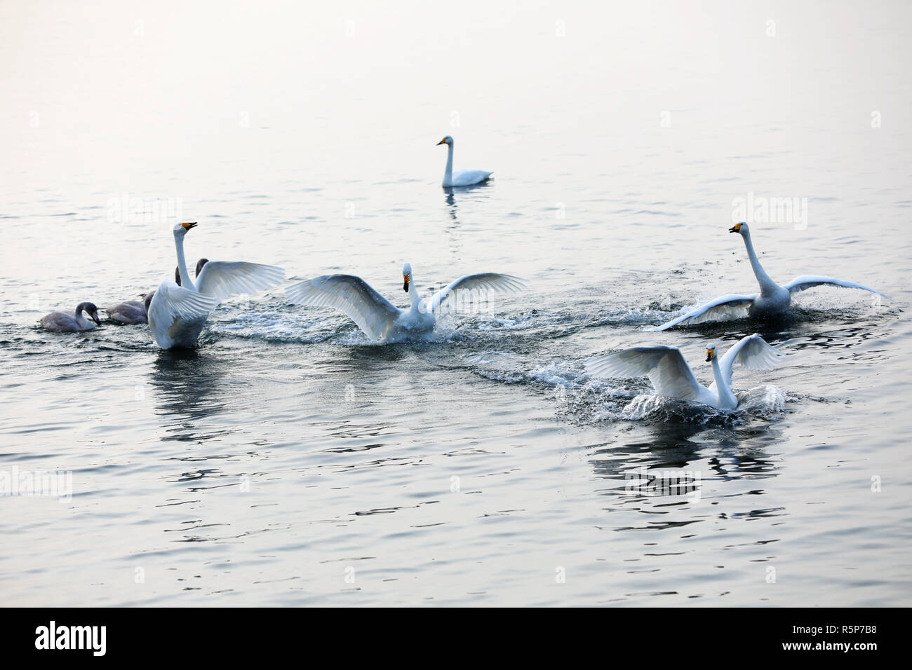 Rongcheng, Rongcheng, China. 2nd Dec, 2018. Rongcheng, CHINA-More than ...