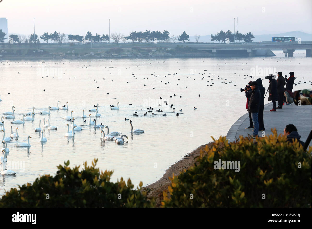 Rongcheng, Rongcheng, China. 2nd Dec, 2018. Rongcheng, CHINA-More than ...