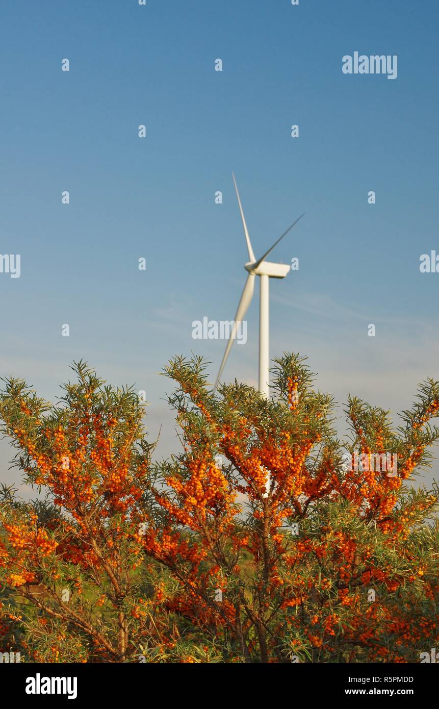 wind turbine in front of sea buckthorn bushes near Stock Photo - Alamy