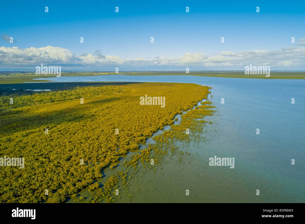 Mangrove trees in ocean salty shallow water in Somerville, Australia ...