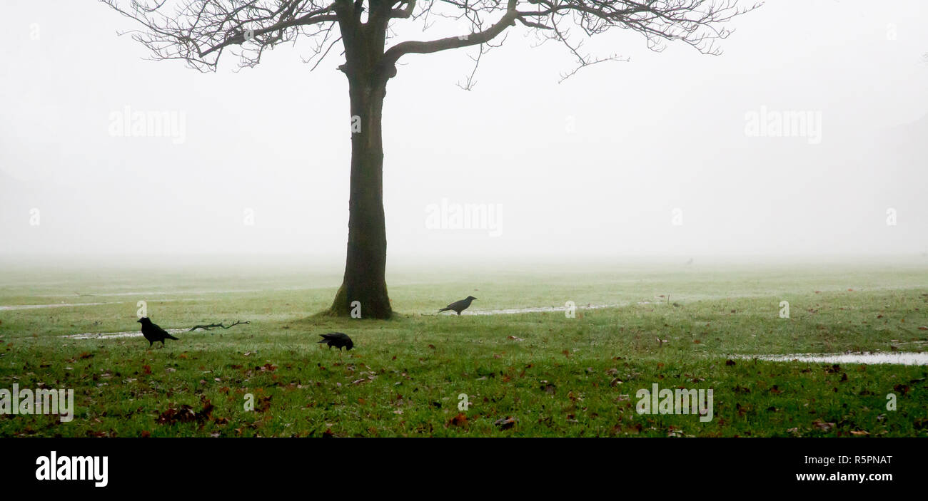 three black crows on the grass under a leafless winter tree, and behind ...