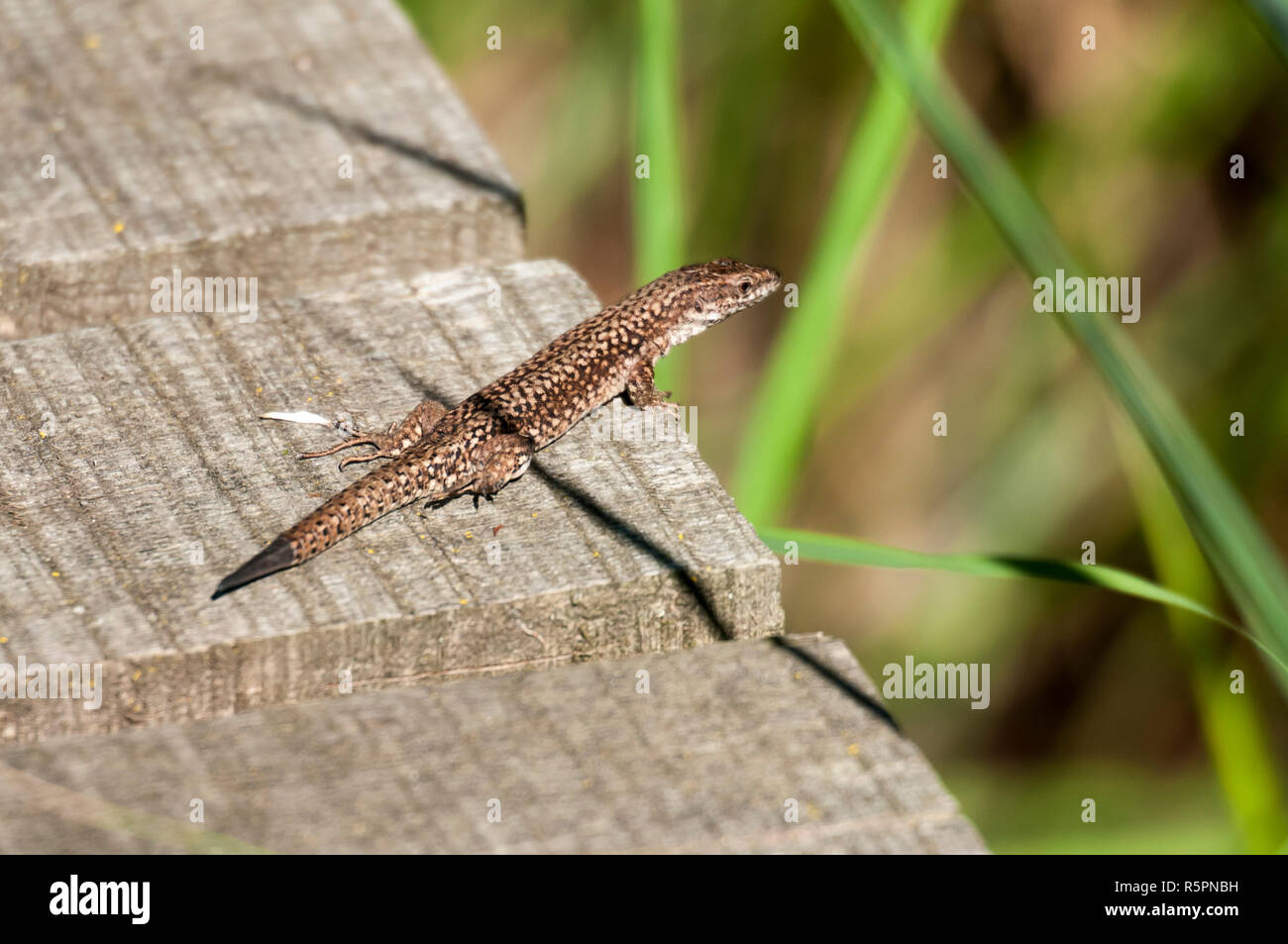 Podarcis muralis south hi-res stock photography and images - Alamy