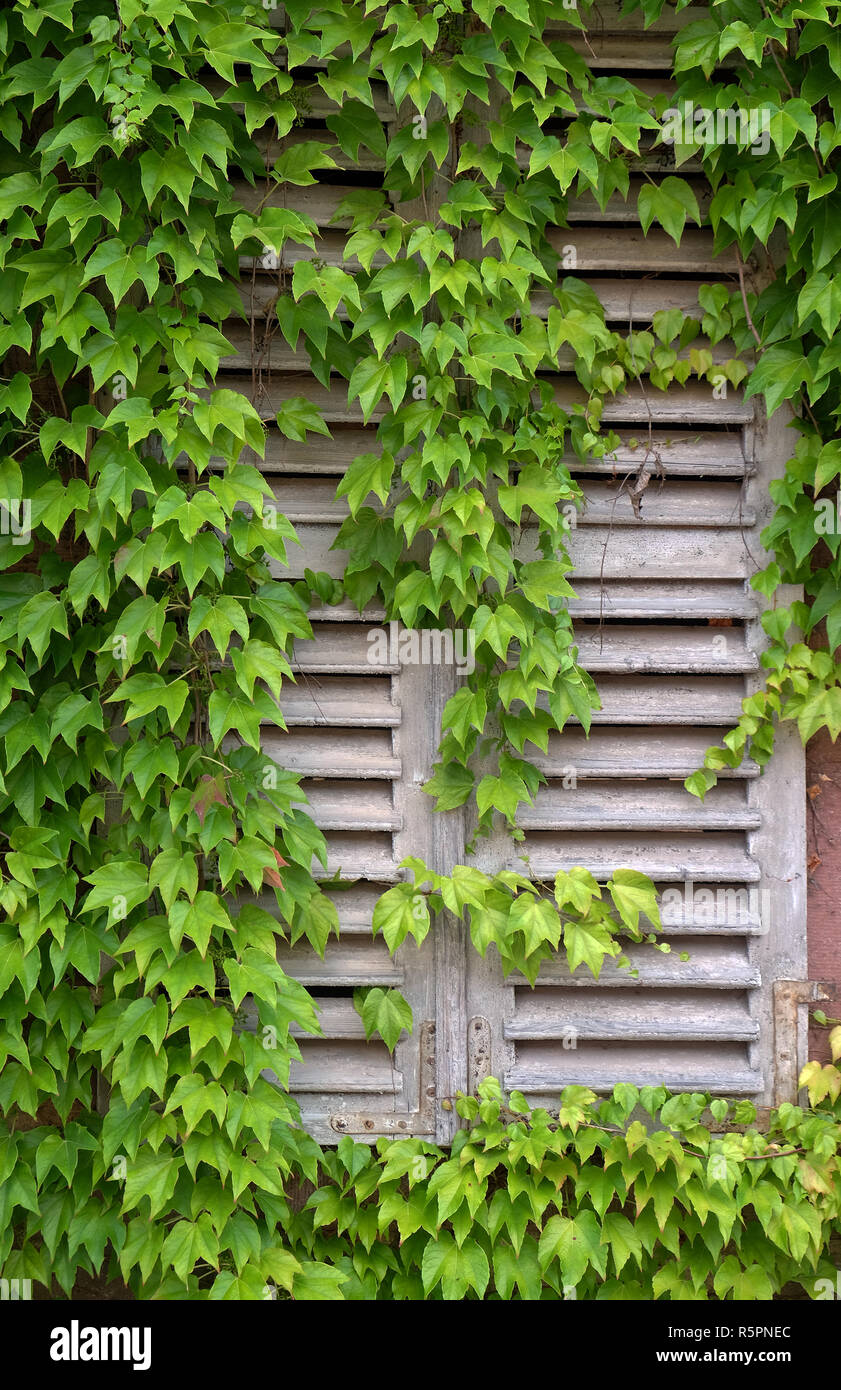 Window in Ivy covered wall Stock Photo - Alamy