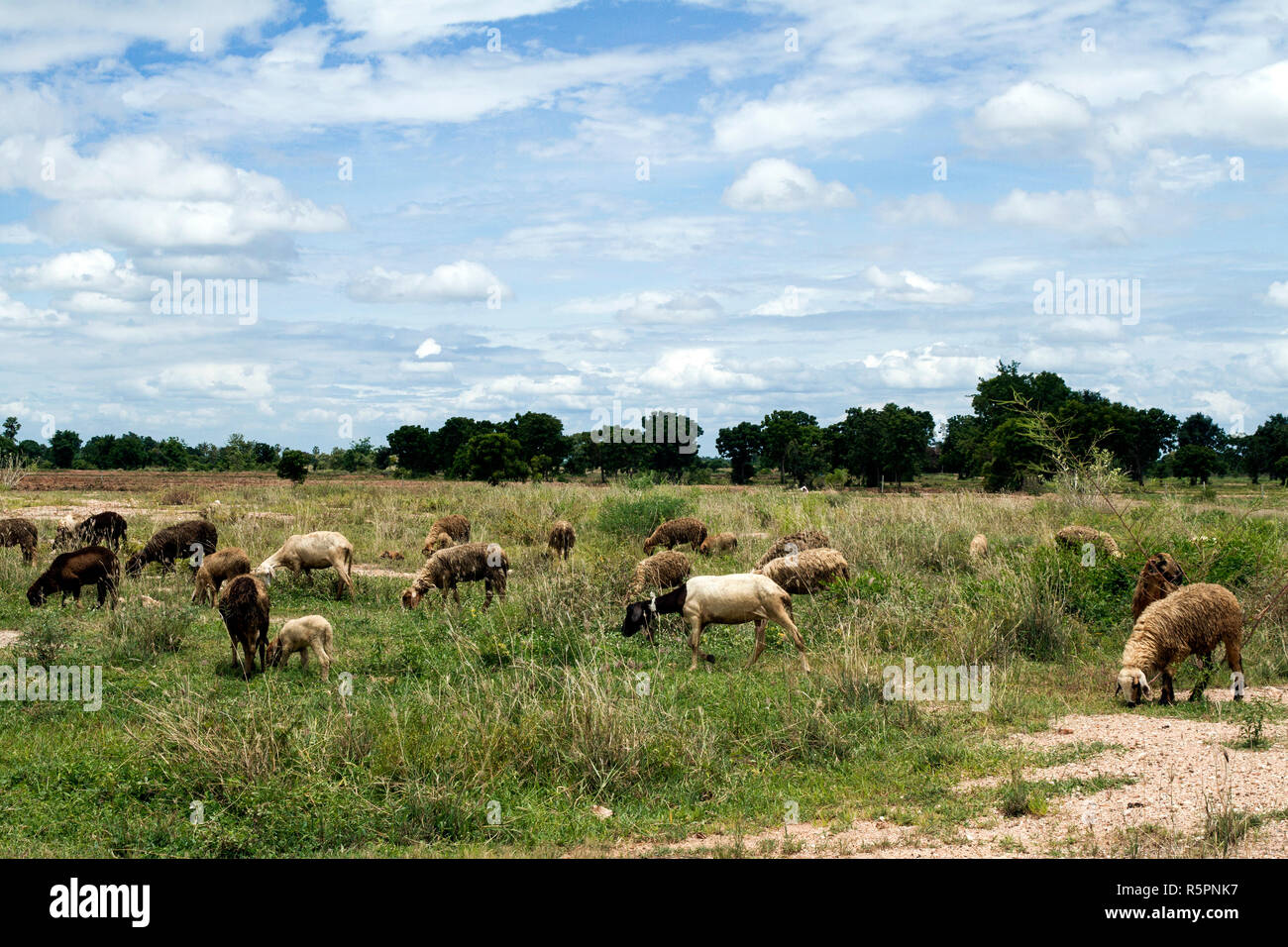 outdoor sheep grazing farm grass rural Stock Photo - Alamy