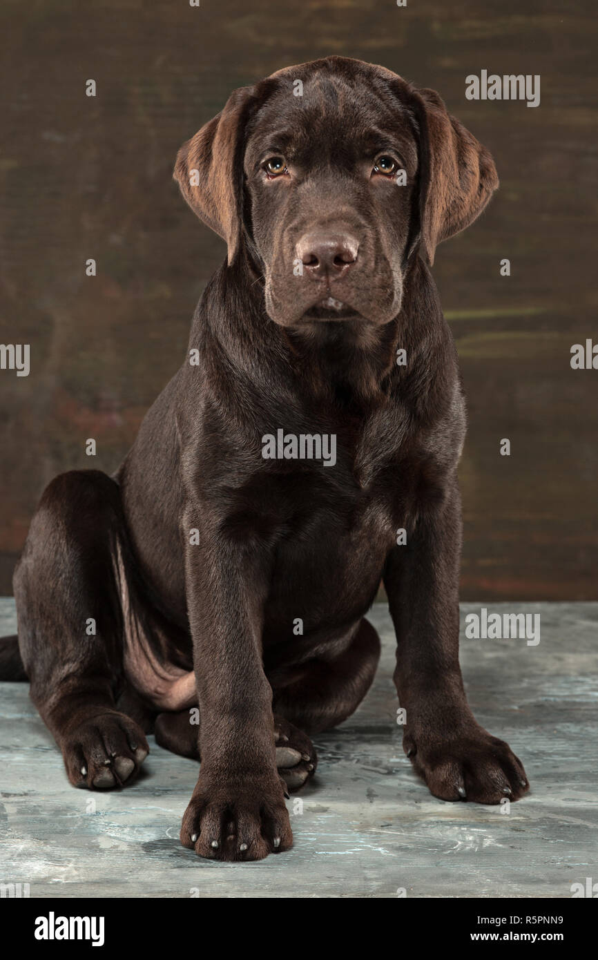 The portrait of a black Labrador dog taken against a dark backdrop ...