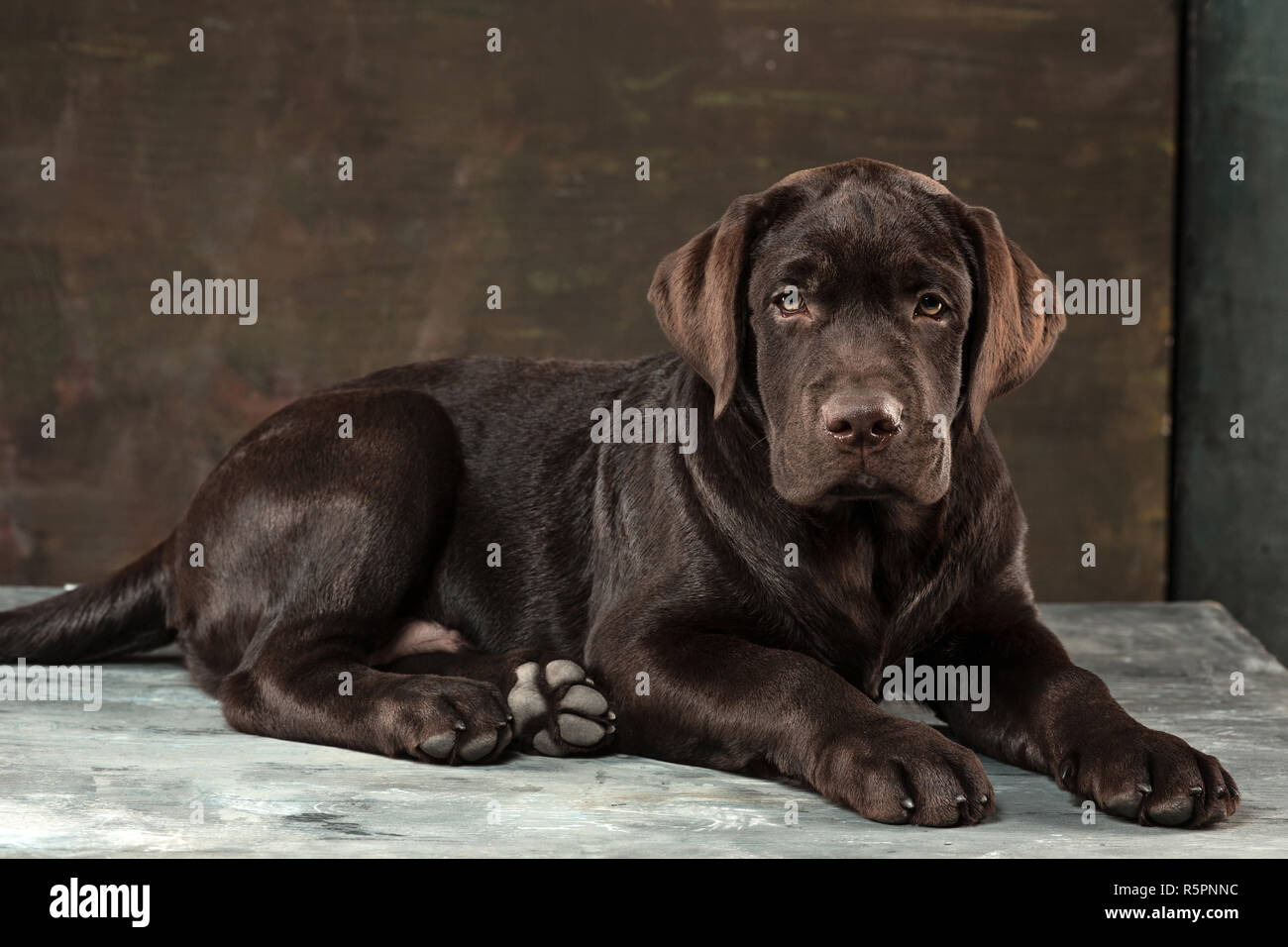 The portrait of a black Labrador dog taken against a dark backdrop ...