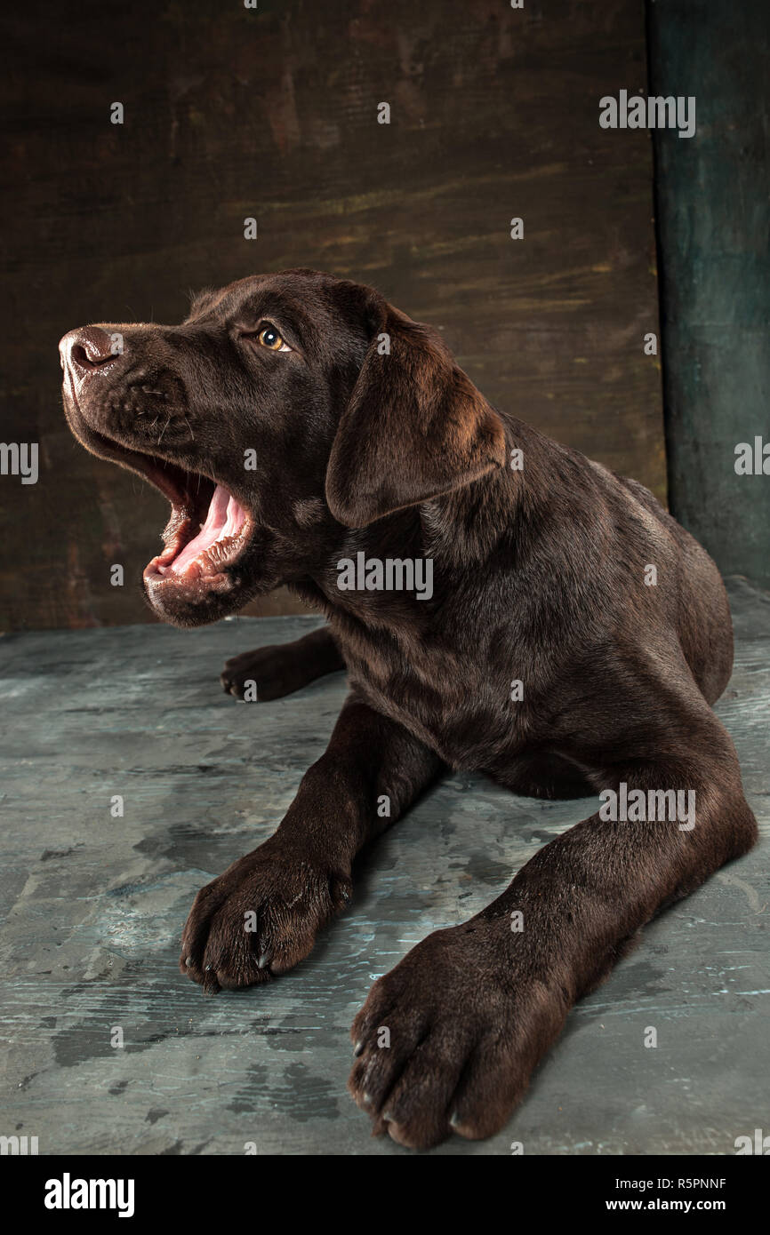 The portrait of a black Labrador dog taken against a dark backdrop ...