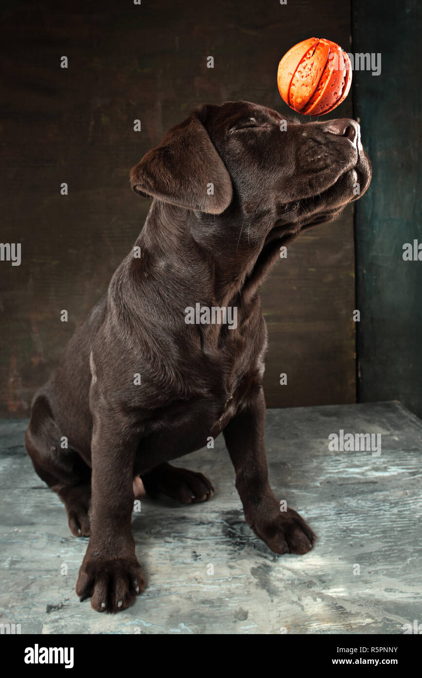 The portrait of a black Labrador dog taken against a dark backdrop ...