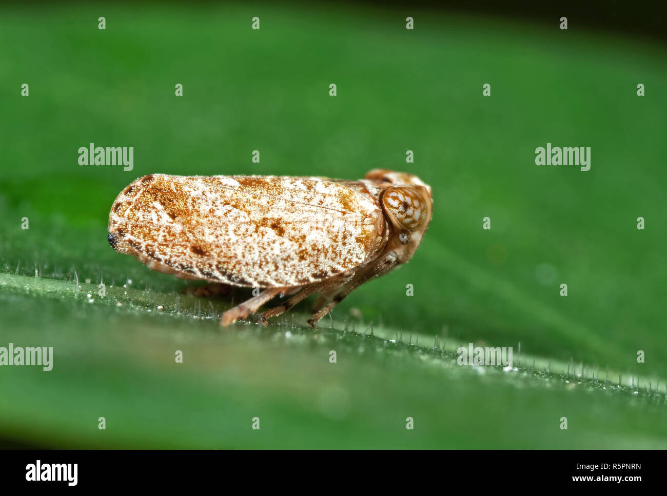 Macro Photography of Planthopper on Green Leaf Stock Photo - Alamy
