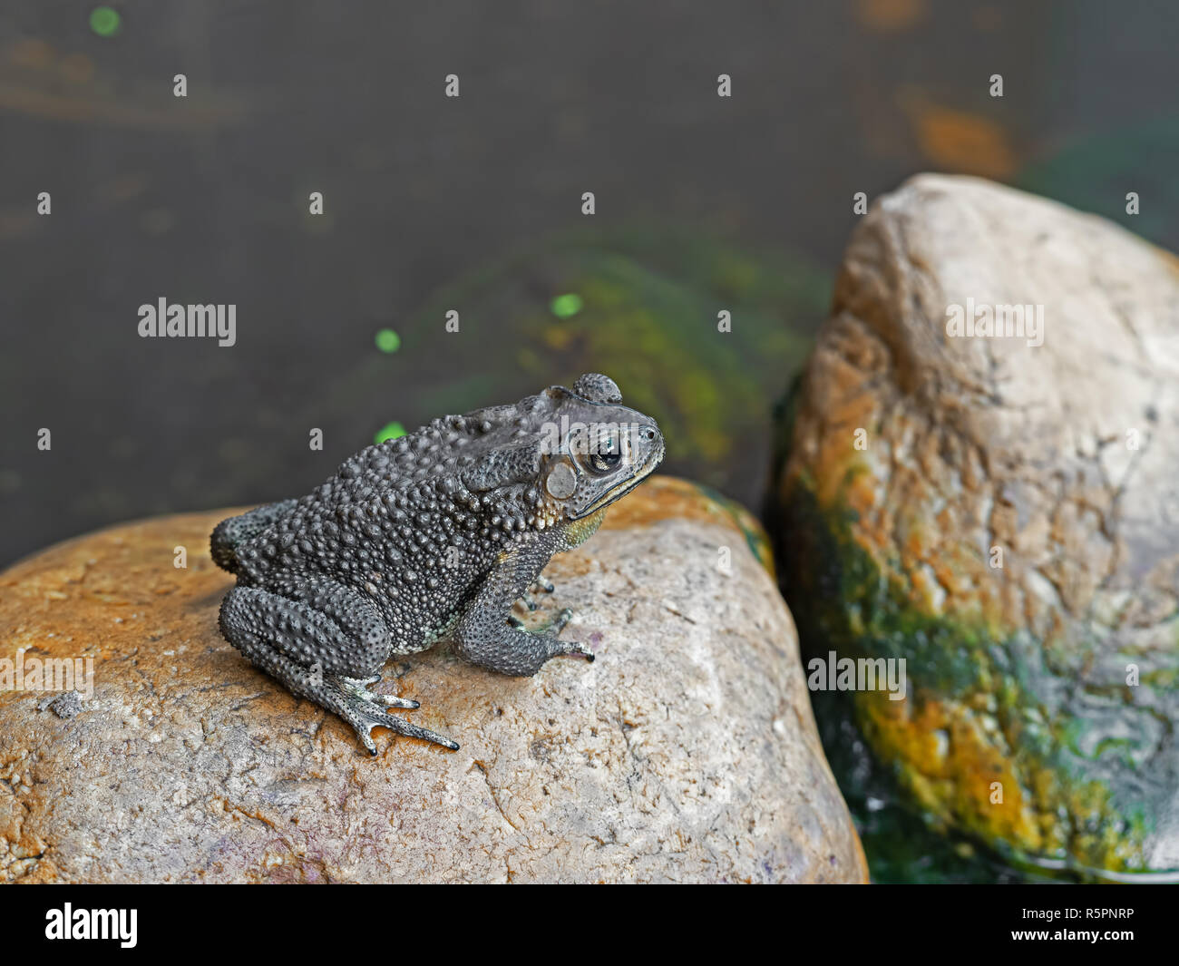 Asian common toad hi-res stock photography and images - Alamy