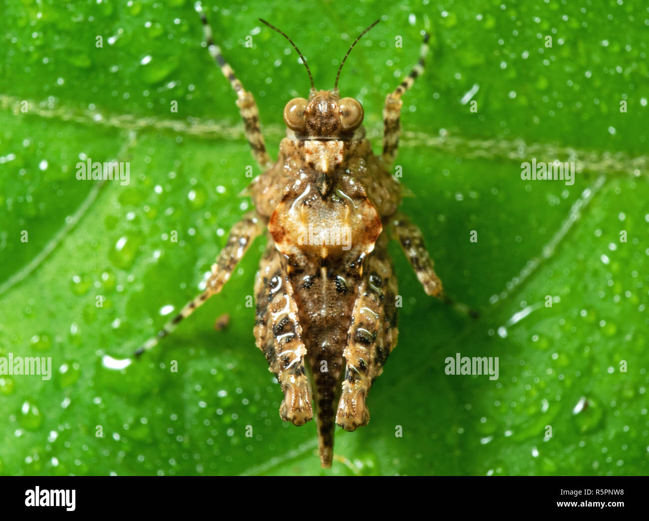 Macro Photography of Spotted Grasshopper on Green Leaf with Dew Stock ...