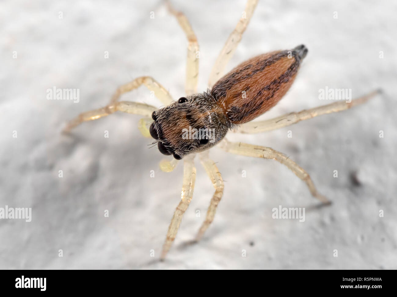 Macro Photography of Tiny Jumping Spider Isolated on White Wall Stock ...