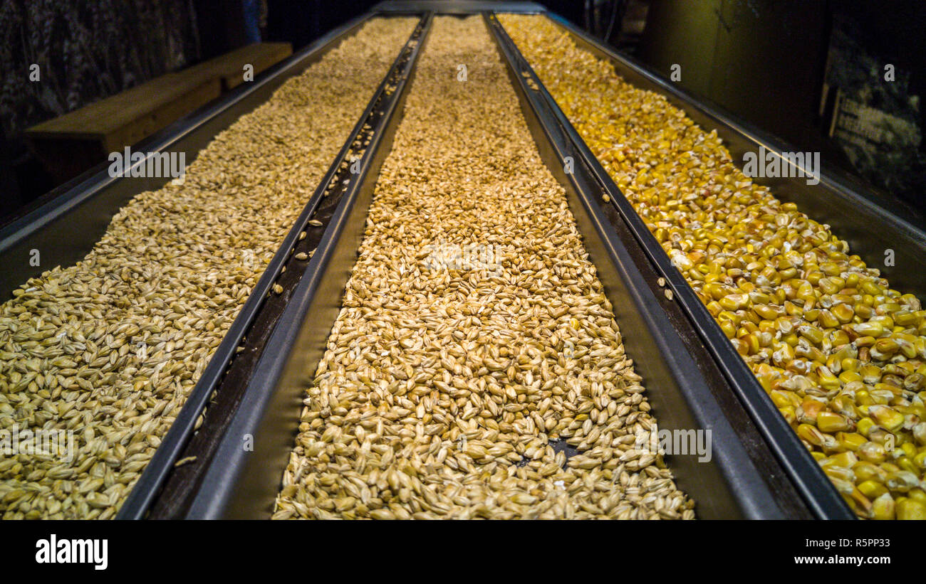 Closeup shot of maize, malted and unmalted barley Stock Photo - Alamy