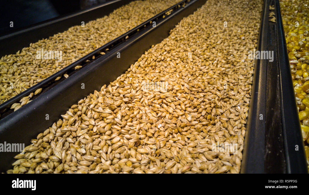 Marco shot of a malted barley grains in a long container Stock Photo ...