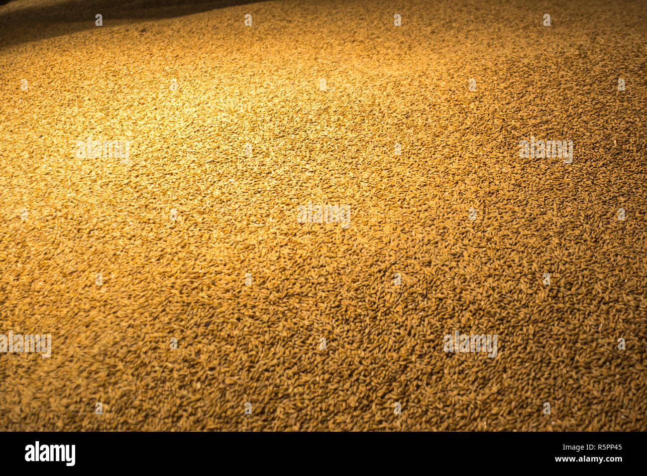 Big pile of barley grain in a storage house Stock Photo - Alamy