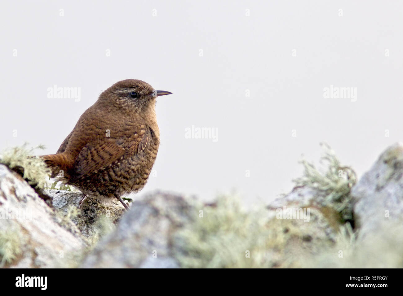Shetland wren hi-res stock photography and images - Alamy