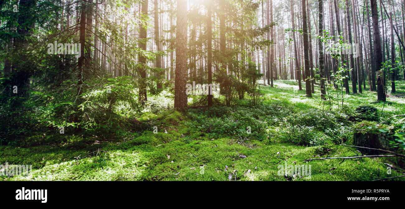 Wild trees in forest Stock Photo - Alamy