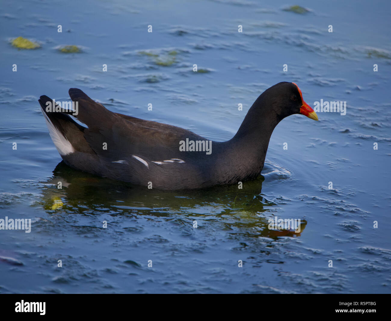 Red beaked duck hi-res stock photography and images - Alamy