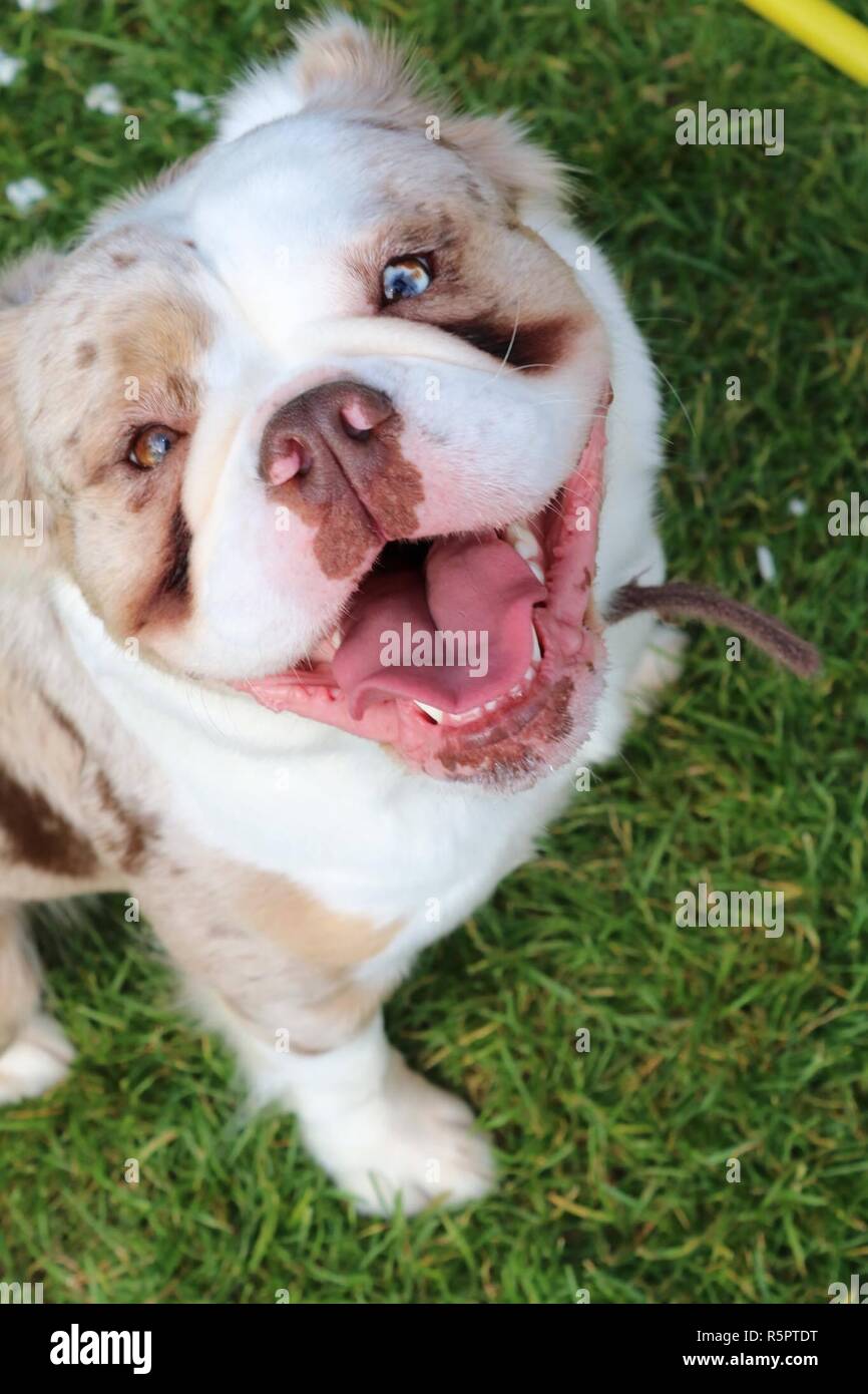 english bulldog is sitting laughing in the grass Stock Photo - Alamy