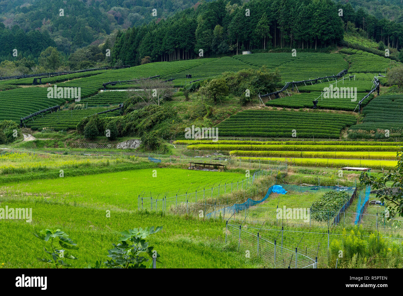 Rice field and forest Stock Photo - Alamy