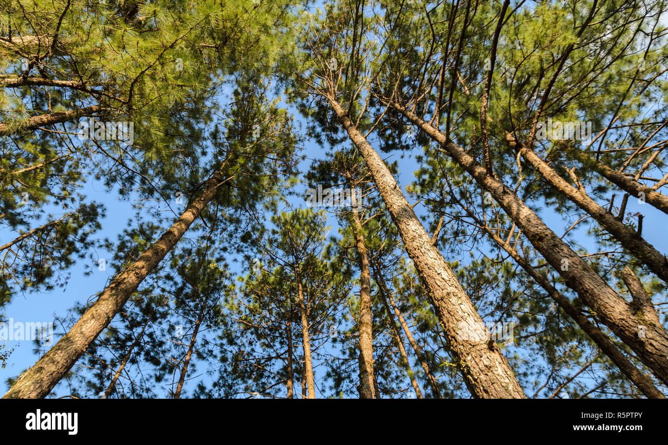 Looking up into treetops of pine forest to Conifer canopy Stock Photo ...