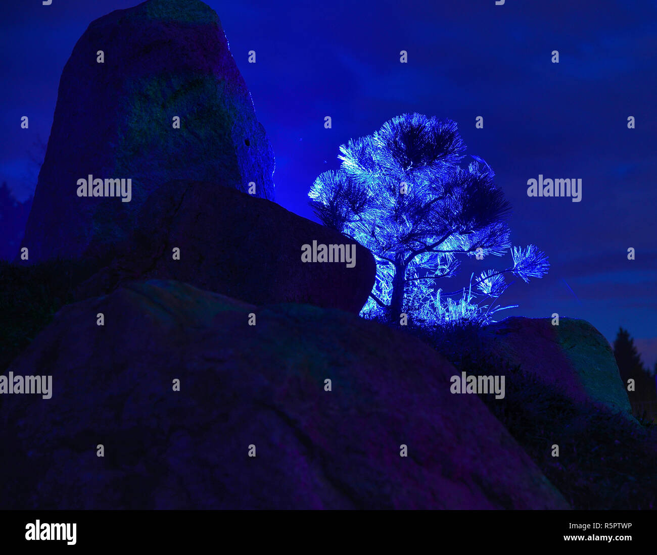 pine conifer in blue light in the night Stock Photo - Alamy