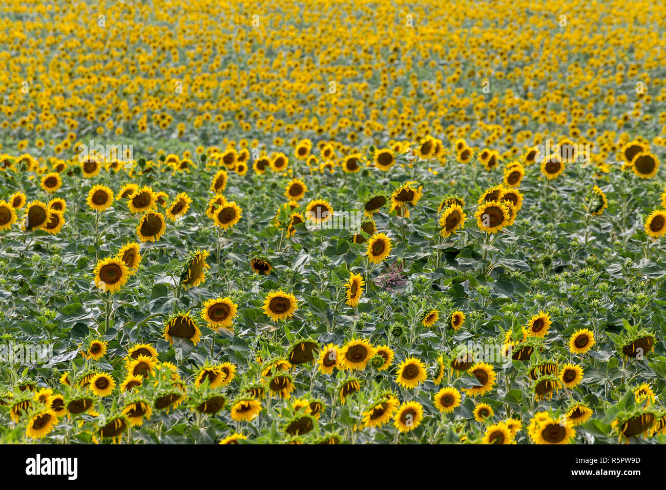 Endless field of sunflower plants. It is like a wave created in an ...
