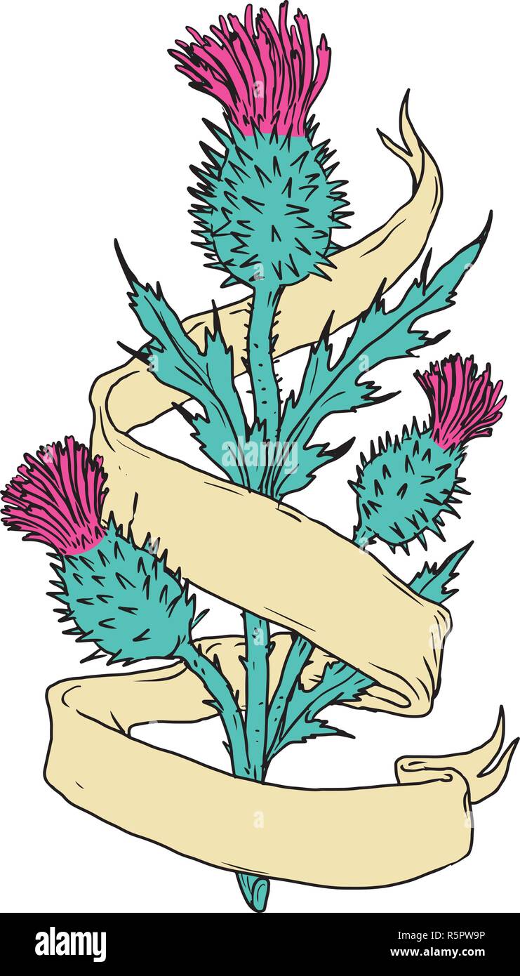 Color drawing sketch style illustration of a Scottish or Scotch thistle ...