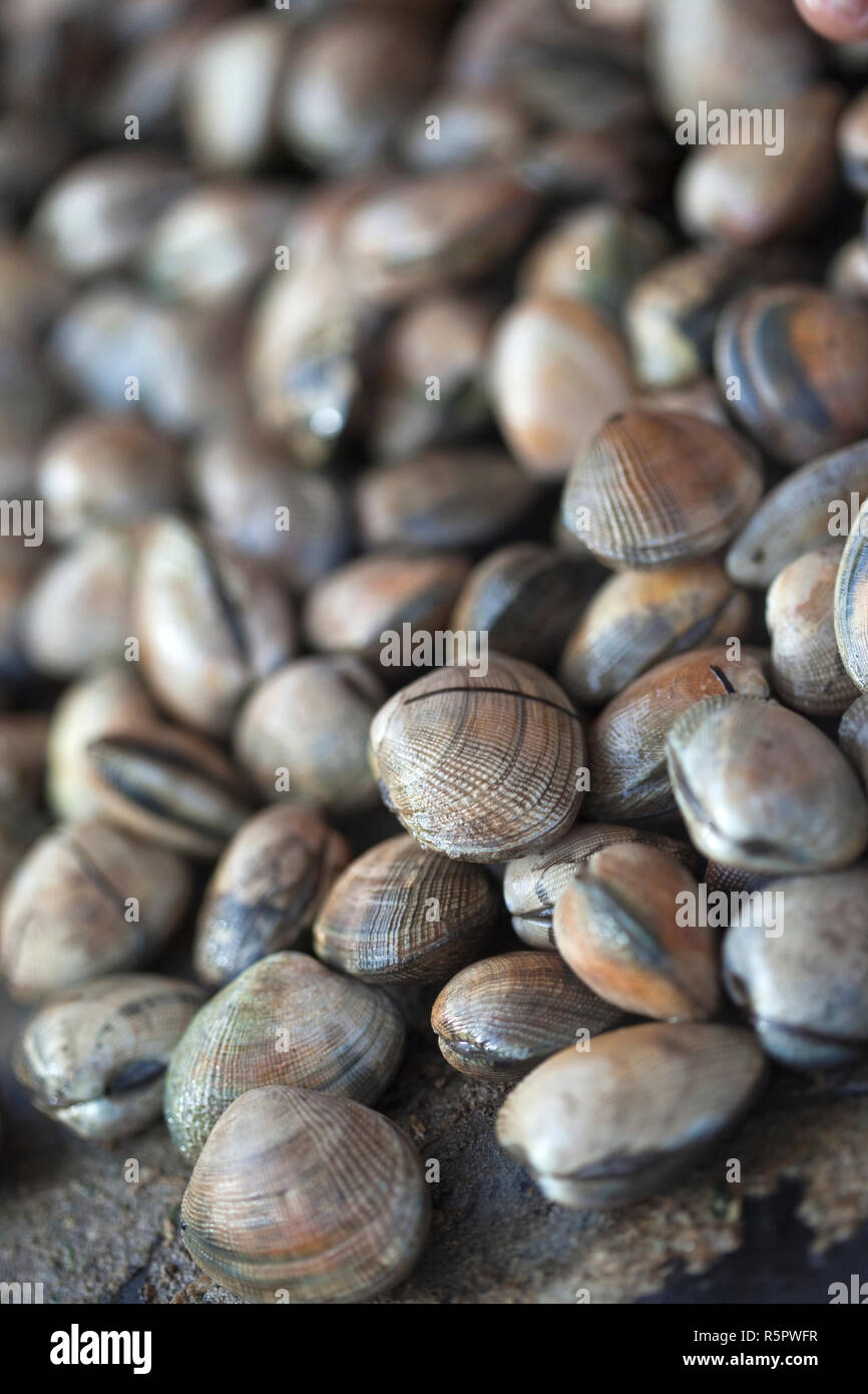 Clam fisher hi-res stock photography and images - Alamy